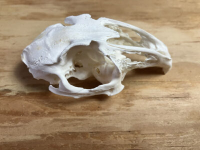 Tips for Healthy Rabbit Teeth - Countryside